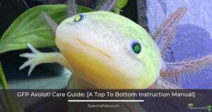 GFP Axolotl Care Guide: [A Top To Bottom Instruction Manual]