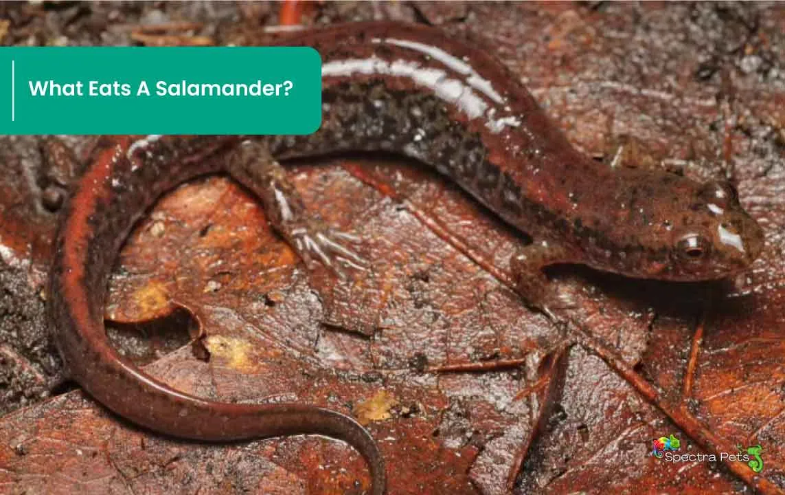 What Eats A Salamander? [Let's Find Out The Predators]