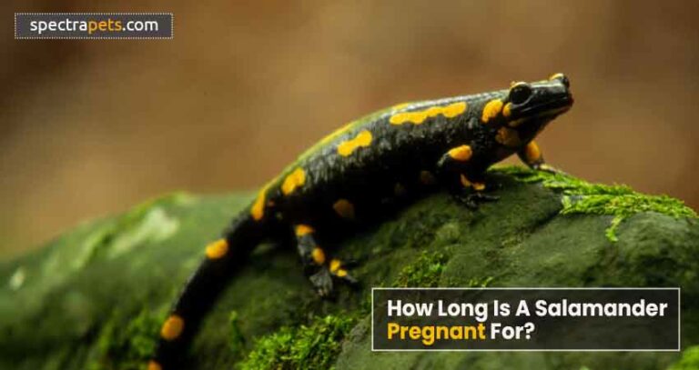How Do Salamanders Reproduce? [An In-depth Look]