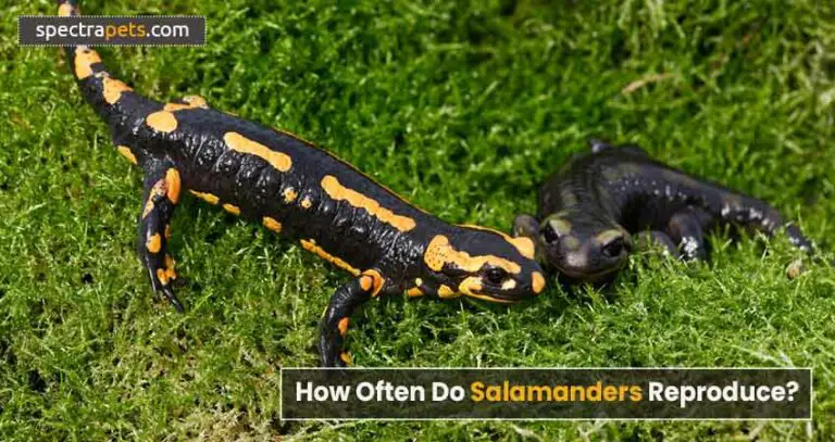 How Do Salamanders Reproduce? [An In-depth Look]