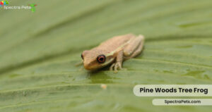 Do Tree Frogs Make Sounds: [Melodious Or Metallic?]