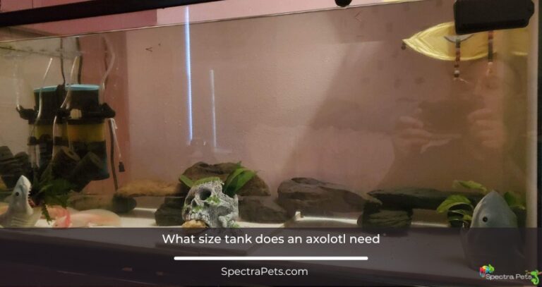 How Big Of A Tank Does An Axolotl Need?