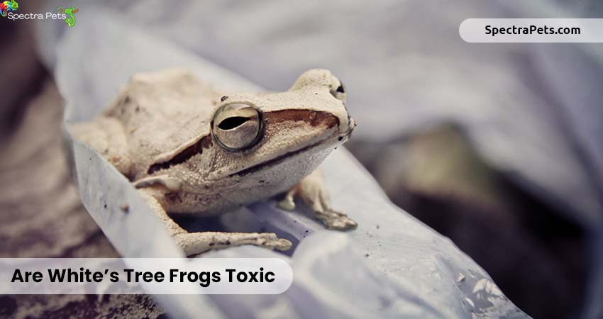 Are White’s Tree Frogs Poisonous?