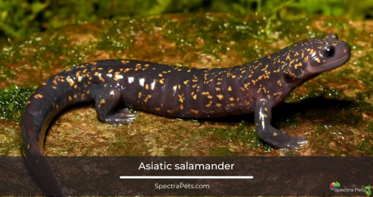 What Type Of Animal Is Salamander? (A Close Overview Of Salamanders ...