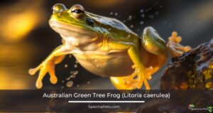 Are Green Tree Frogs Poisonous? A Closer Look At This Mystery