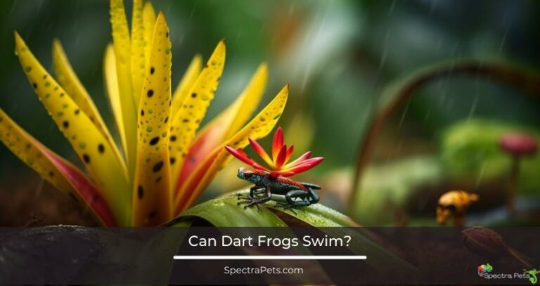 Can Dart Frogs Swim? [Everything You Need to Know] – Spectra Pets