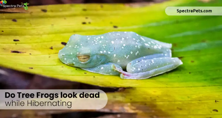 Do Tree Frogs Hibernate?