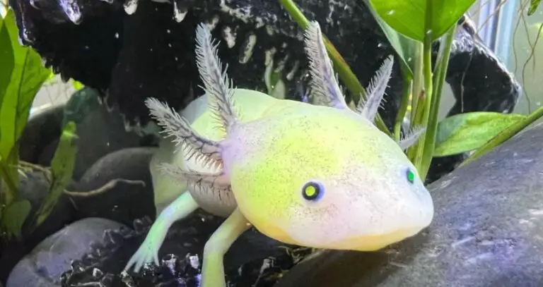 GFP Axolotl Care Guide: [A Top To Bottom Instruction Manual]