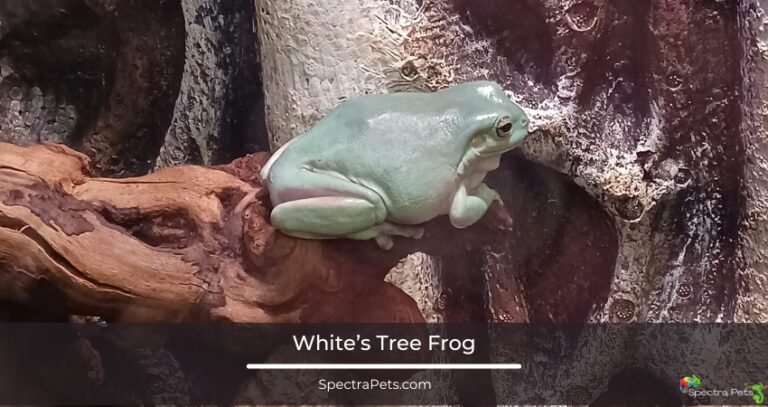 White’s Tree Frog: [Behavior, Habitat, Diet, Health]
