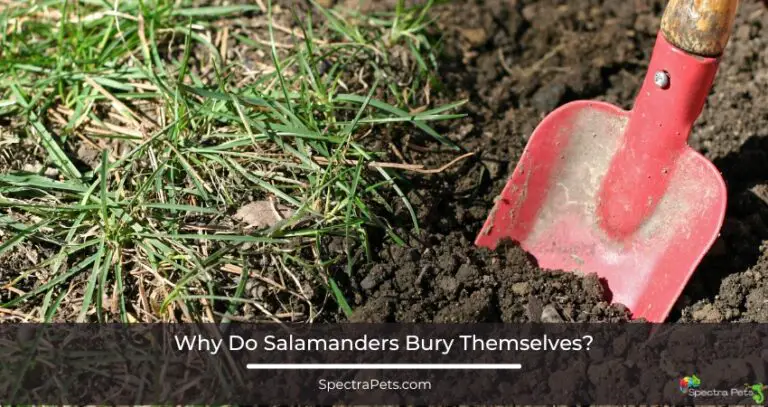 Can Salamanders Play Dead? [A Deeper Insight]