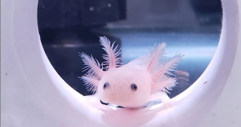 How Much Do Axolotls Cost? [Total Cost Of Ownership]