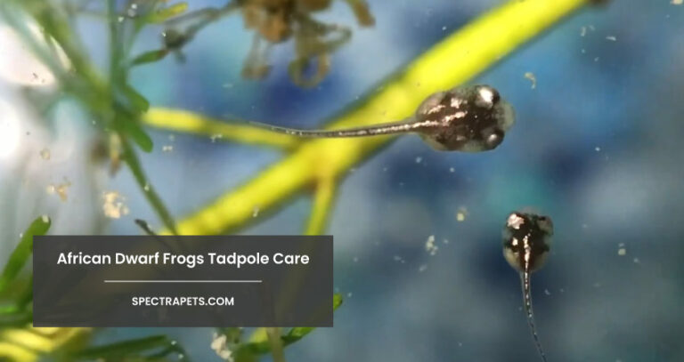How To Take Care Of African Dwarf Frog Eggs And Tadpoles