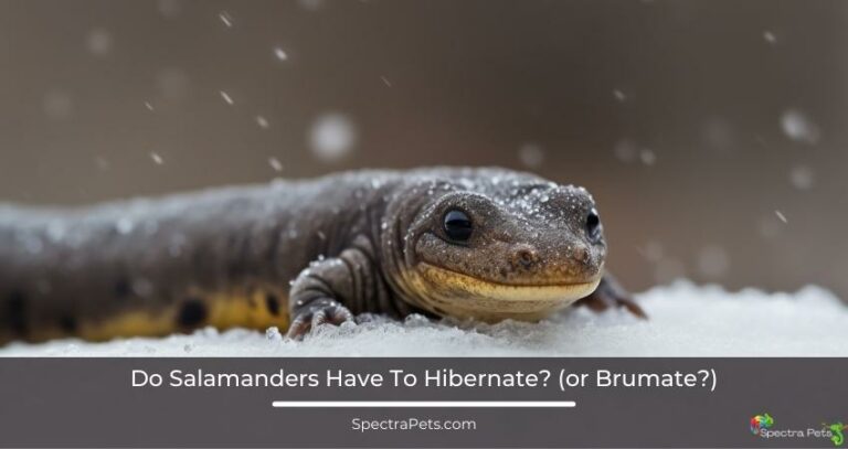What Do Salamanders Do In The Winter? (And Where To Find Them)