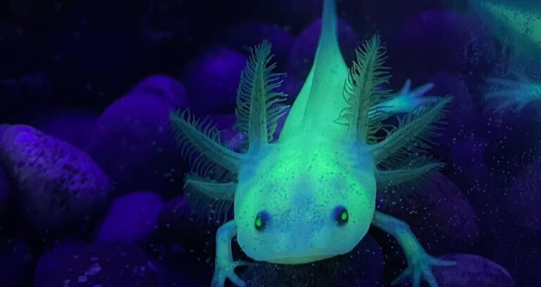GFP Axolotl Care Guide: [A Top To Bottom Instruction Manual]