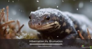 What Do Salamanders Do In The Winter? (And Where To Find Them)