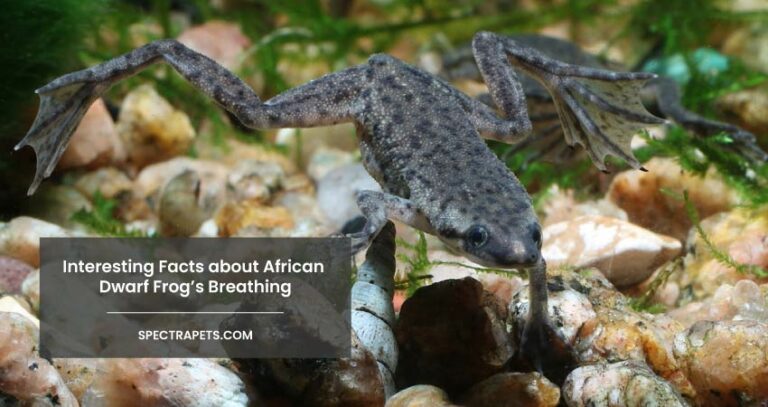 How Long Can African Dwarf Frogs Hold Their Breath? Can They Live Out ...