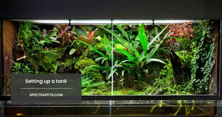 How To Take Care Of African Dwarf Frog Eggs And Tadpoles