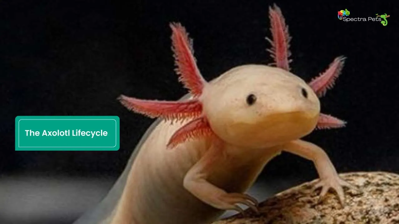 The Axolotl Lifecycle: Growth Stages And Rates Uncovered