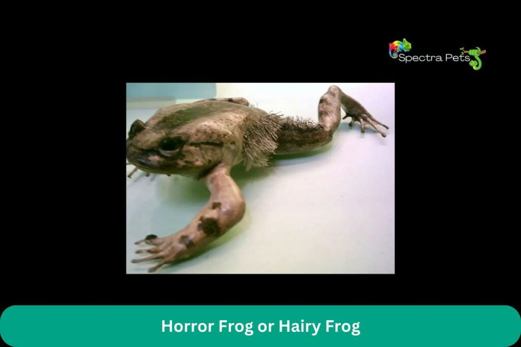 How Frogs Defend Themselves: Effective Survival Tactics