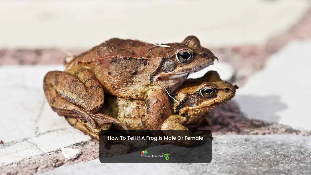 How To Tell If A Frog Is Male Or Female: [Sexual Dimorphism]