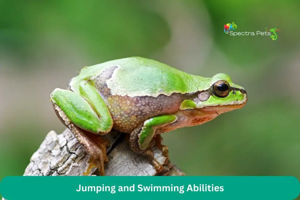 How Frogs Defend Themselves: Effective Survival Tactics