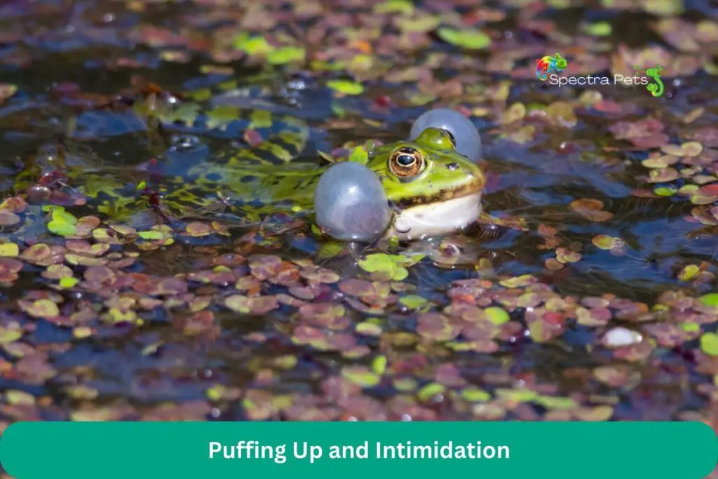 How Frogs Defend Themselves: Effective Survival Tactics