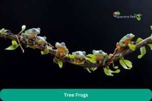 How Frogs Defend Themselves: Effective Survival Tactics