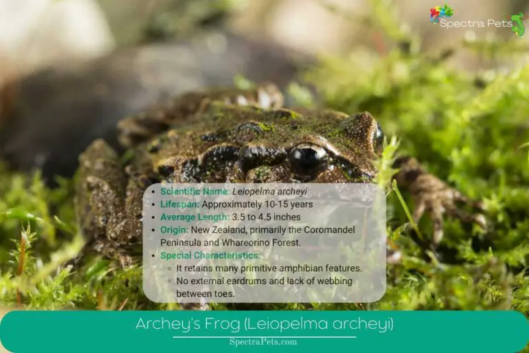 10 Rarest Frogs In The World: [Hopping Toward Extinction]