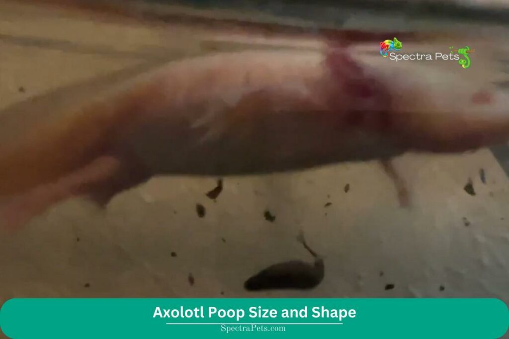 Axolotl Poop: Everything You Ever Wanted To Know!