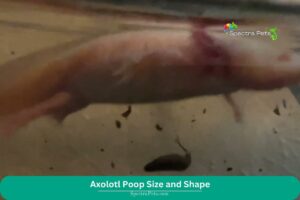 Axolotl Poop: Everything You Ever Wanted To Know!