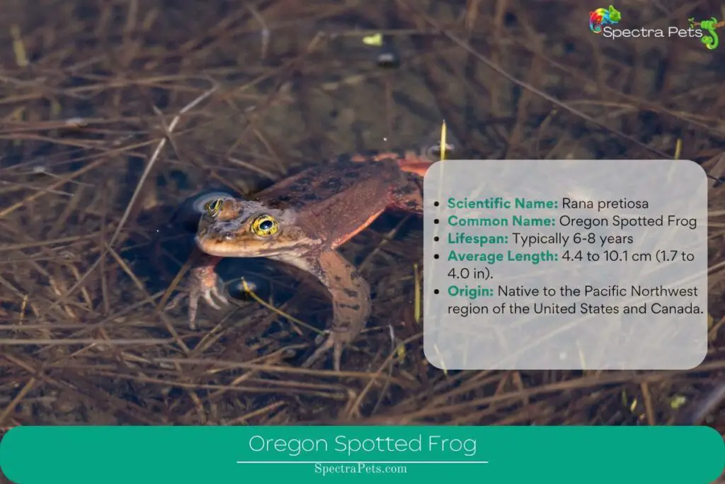The Oregon Spotted Frog: The $2.7B Conservation Challenge
