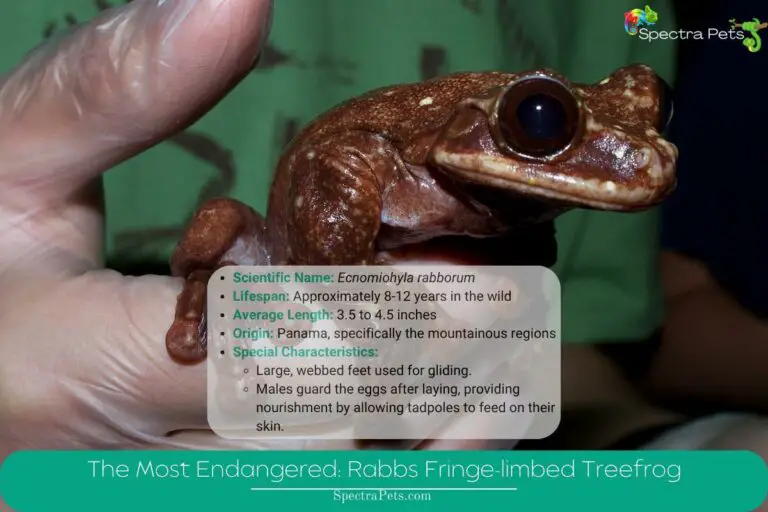 10 Rarest Frogs In The World: [Hopping Toward Extinction]