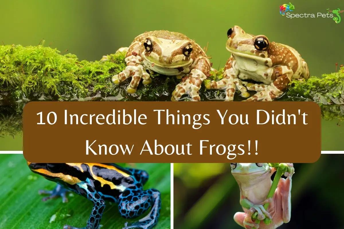 10 Incredible Things You Didn't Know About Frogs: Fun Facts!