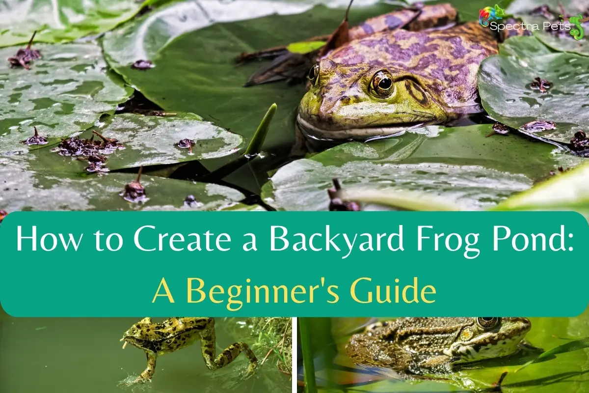 How To Create A Backyard Frog Pond: A Beginner's Guide