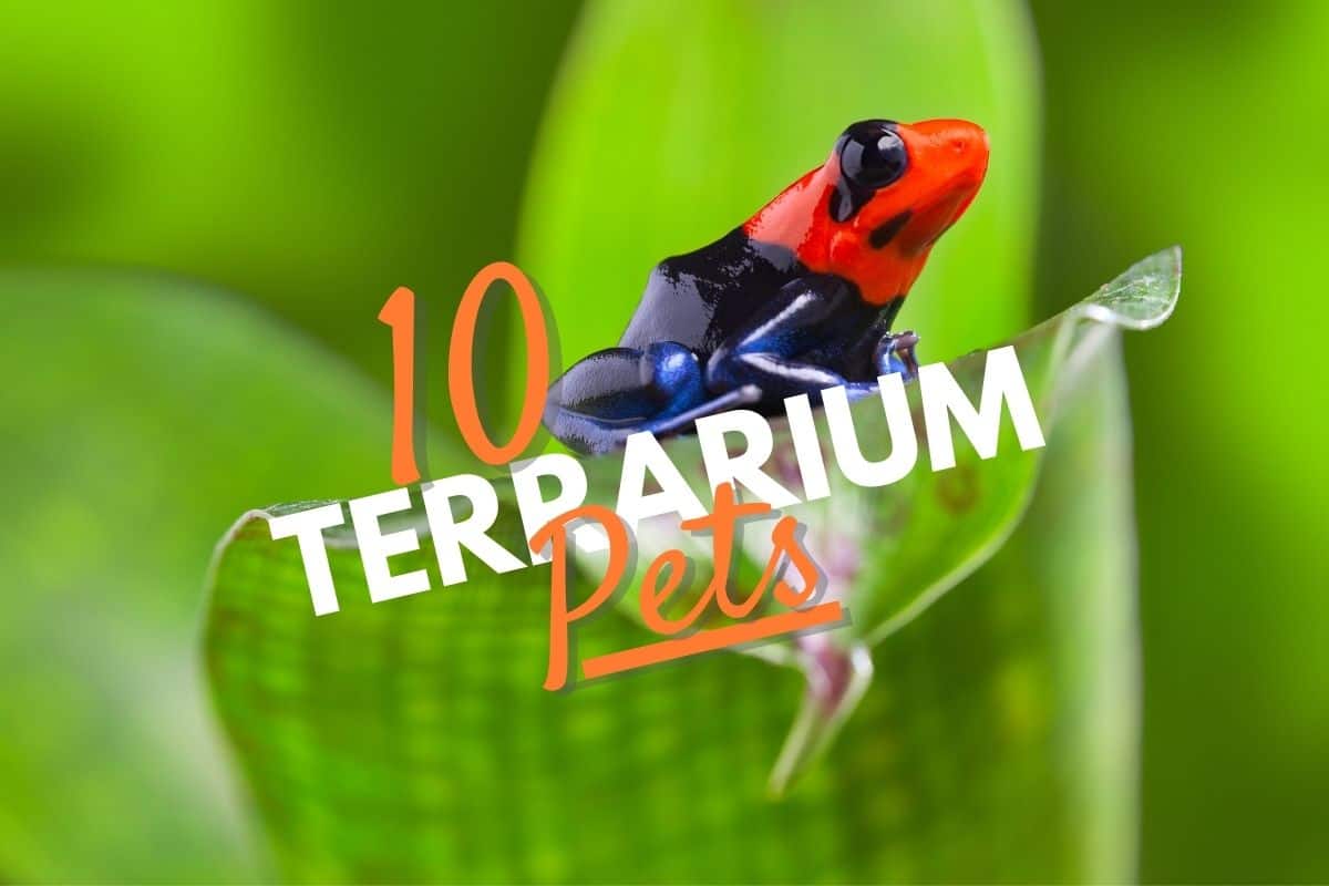 Terrarium Animals And Pets: The Ultimate Care Guide